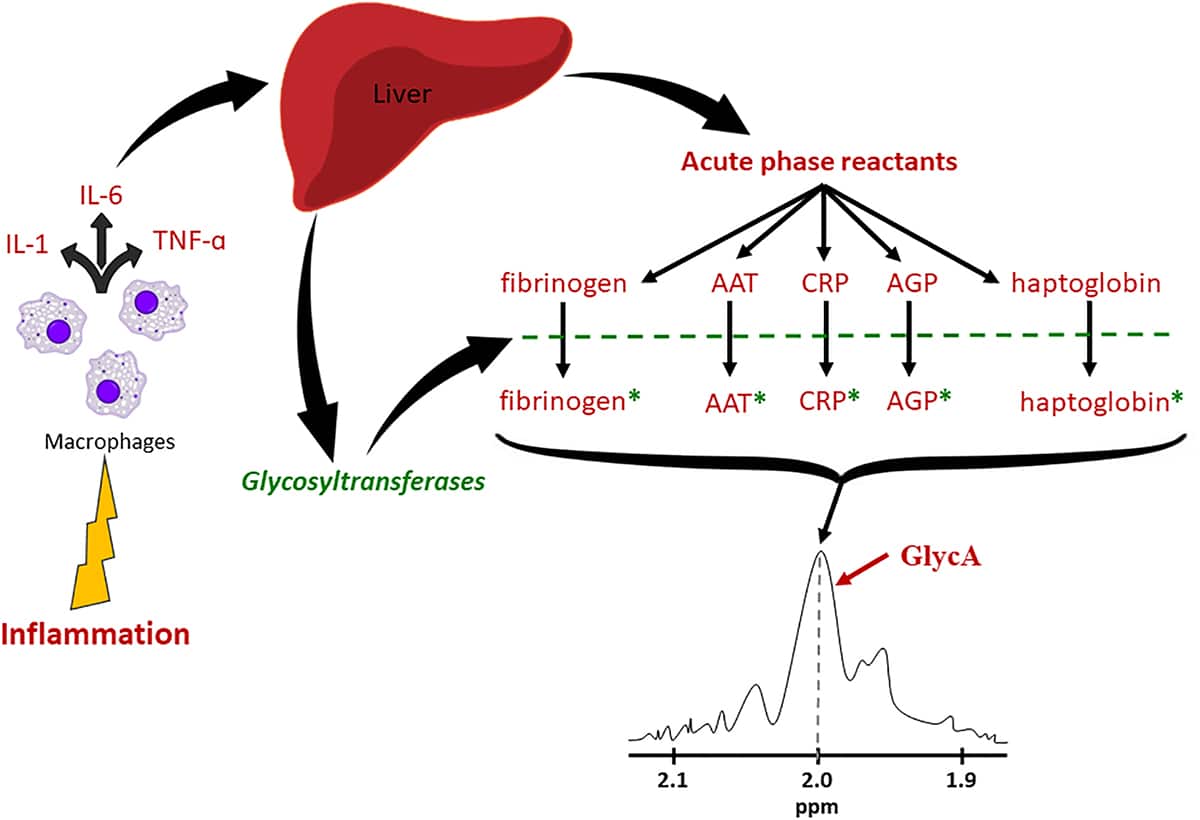 GlycA Blood Test - Life Extension