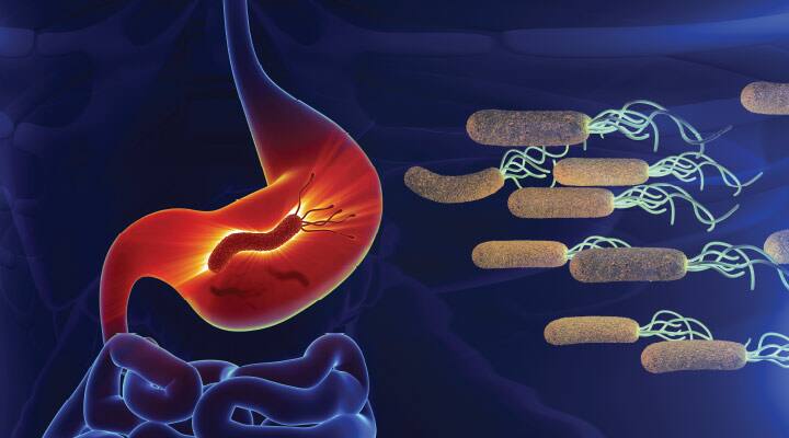 Natural Support For Stomach Health | Life Extension